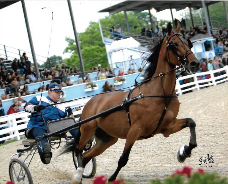Equestrian Disciplines - Devon Horse Show