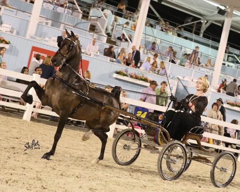 Equestrian Disciplines - Devon Horse Show